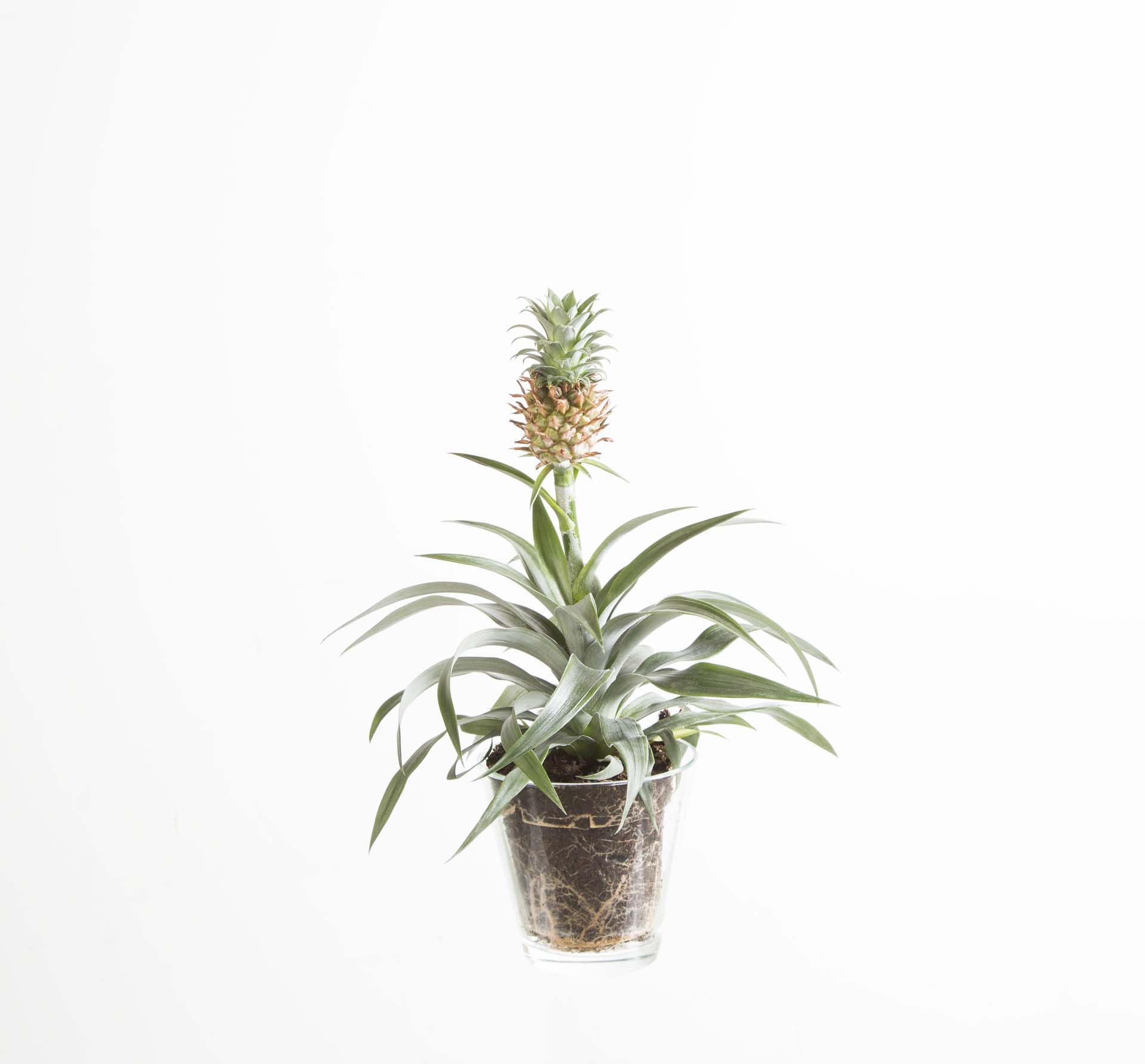 Ananas Comosus | Flower Factor