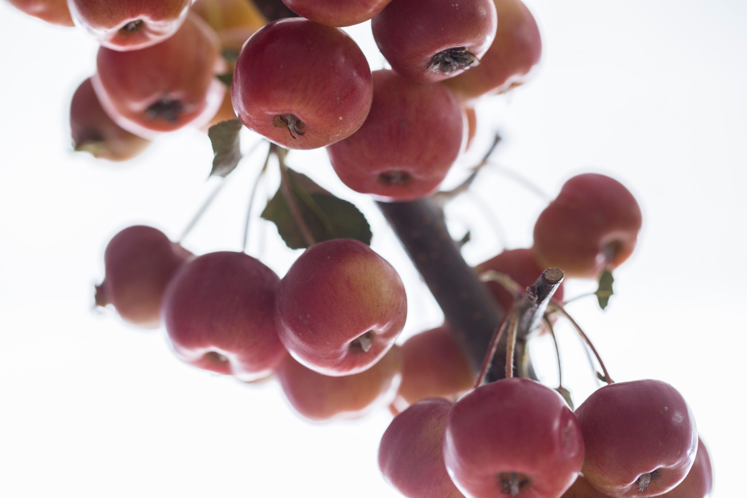 Malus Domestica | Flower Factor