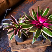 Bromeliads for a splash of colour | Flower Factor