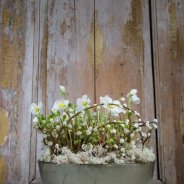 Winter Angels | Flower Factor