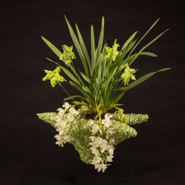 Ice Cascade Cymbidium with a Christmas feel | Flower Factor