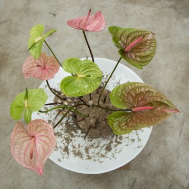 Artistic Anthurium design | Flower Factor