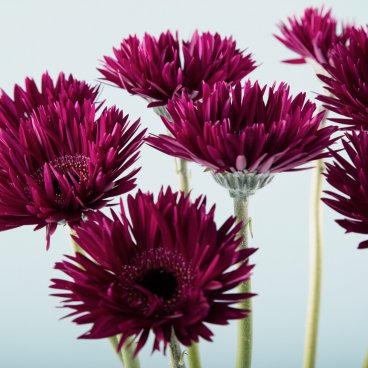 Elegant and contrasting mini Gerbera design | Flower Factor