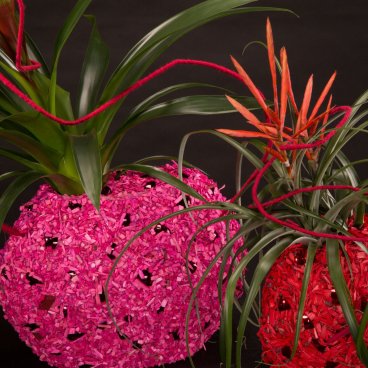 Festive Bromeliads | Flower Factor