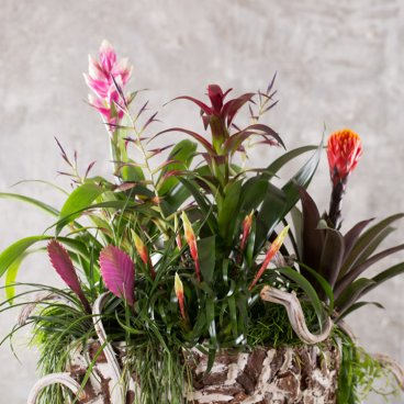 Lush Bromeliad plant arrangement idea | Flower Factor