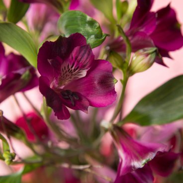 Sweet Alstroemeria field bouquet | Flower Factor