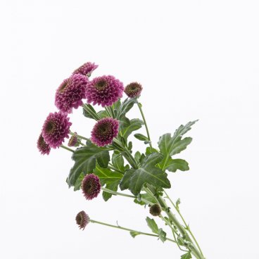 Colourful Chrysanthemum 'Doria' bouquet | Flower Factor