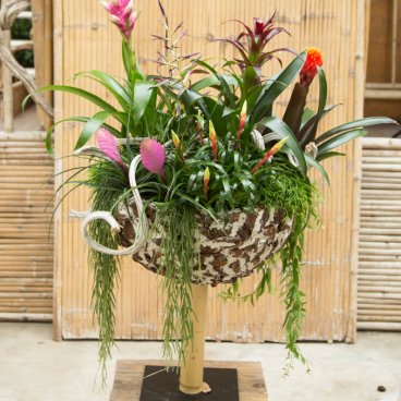 Lush Bromeliad plant arrangement idea | Flower Factor