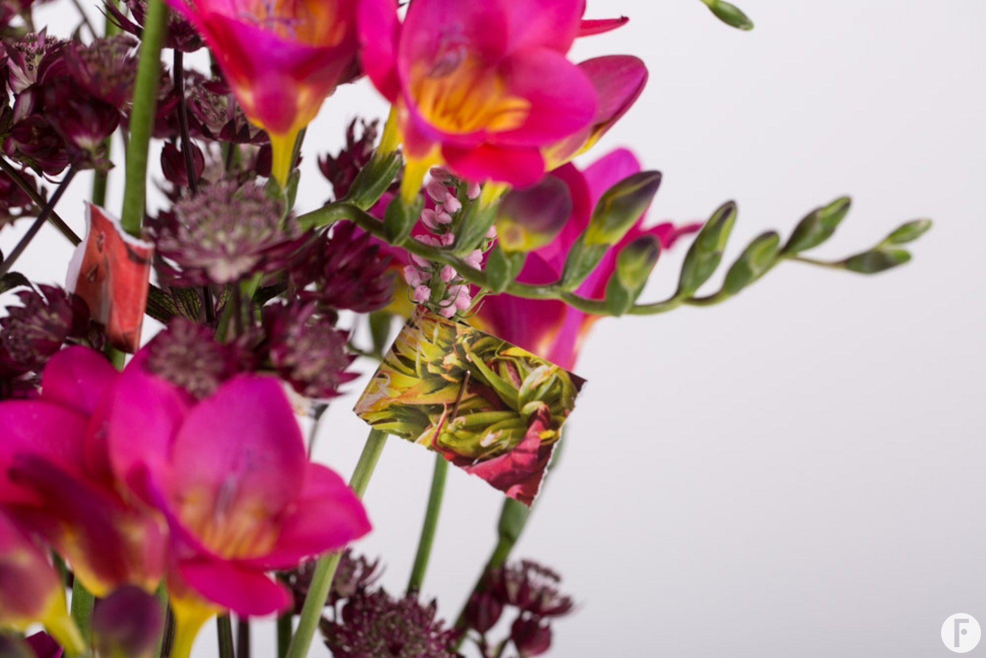 Floral Magazine Freesia design | Flower Factor