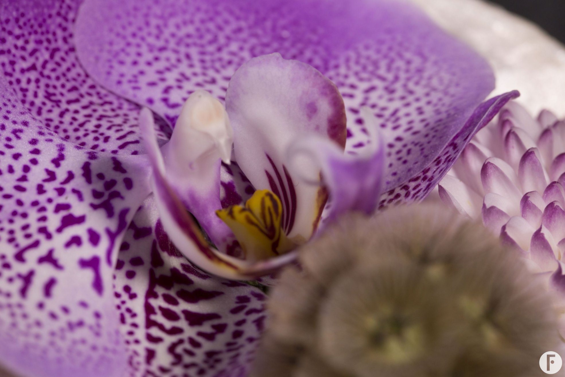 Boutonniere with orchid and Abbey Chrysanthemums | Flower Factor