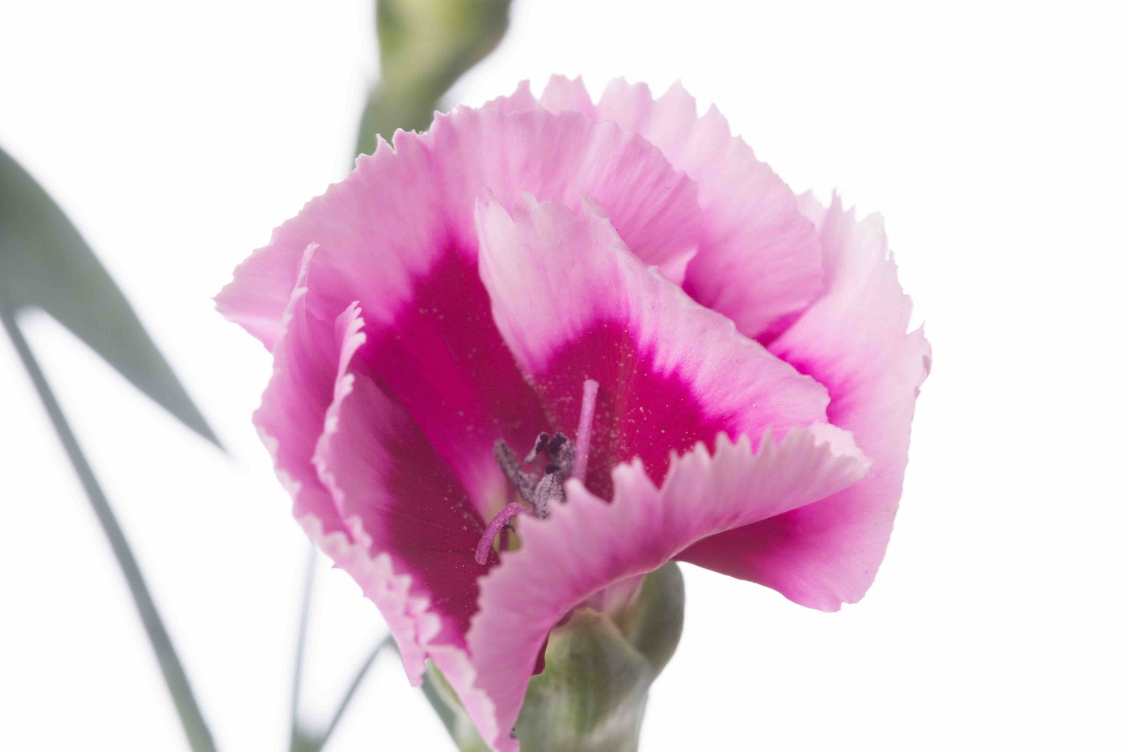 Carnation | Flower Factor