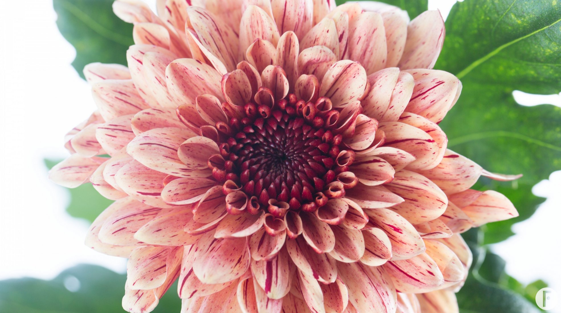 Chrysanthemum | Flower Factor