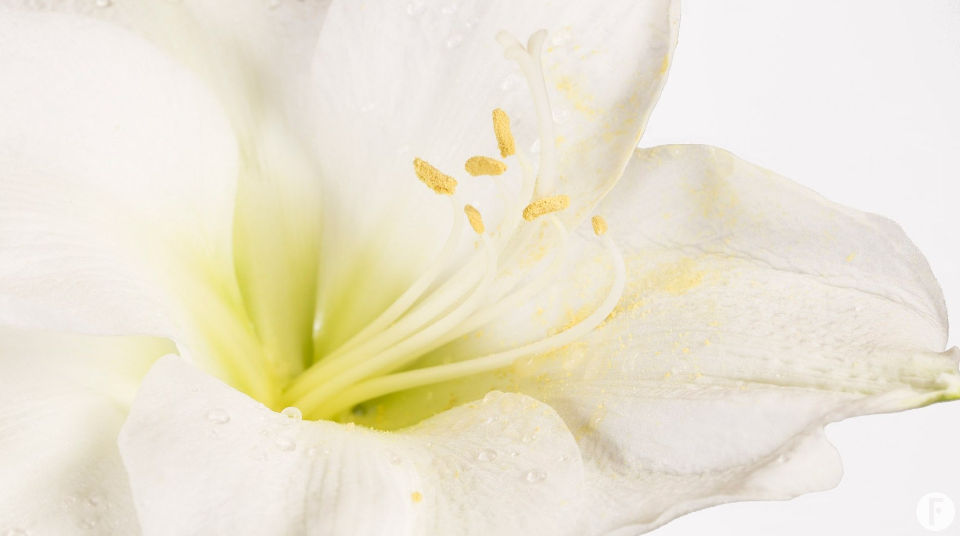 Amaryllis | Flower Factor