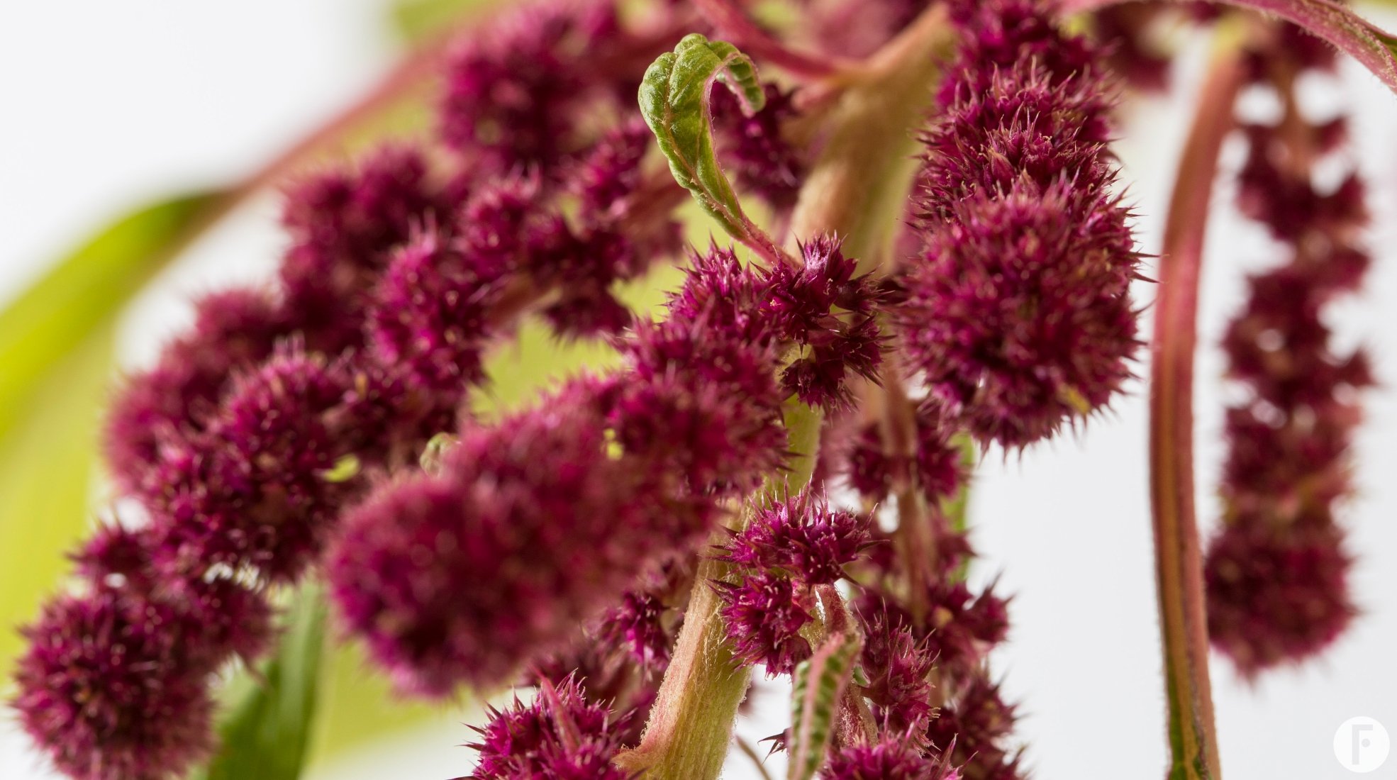 Amaranthus | Flower Factor
