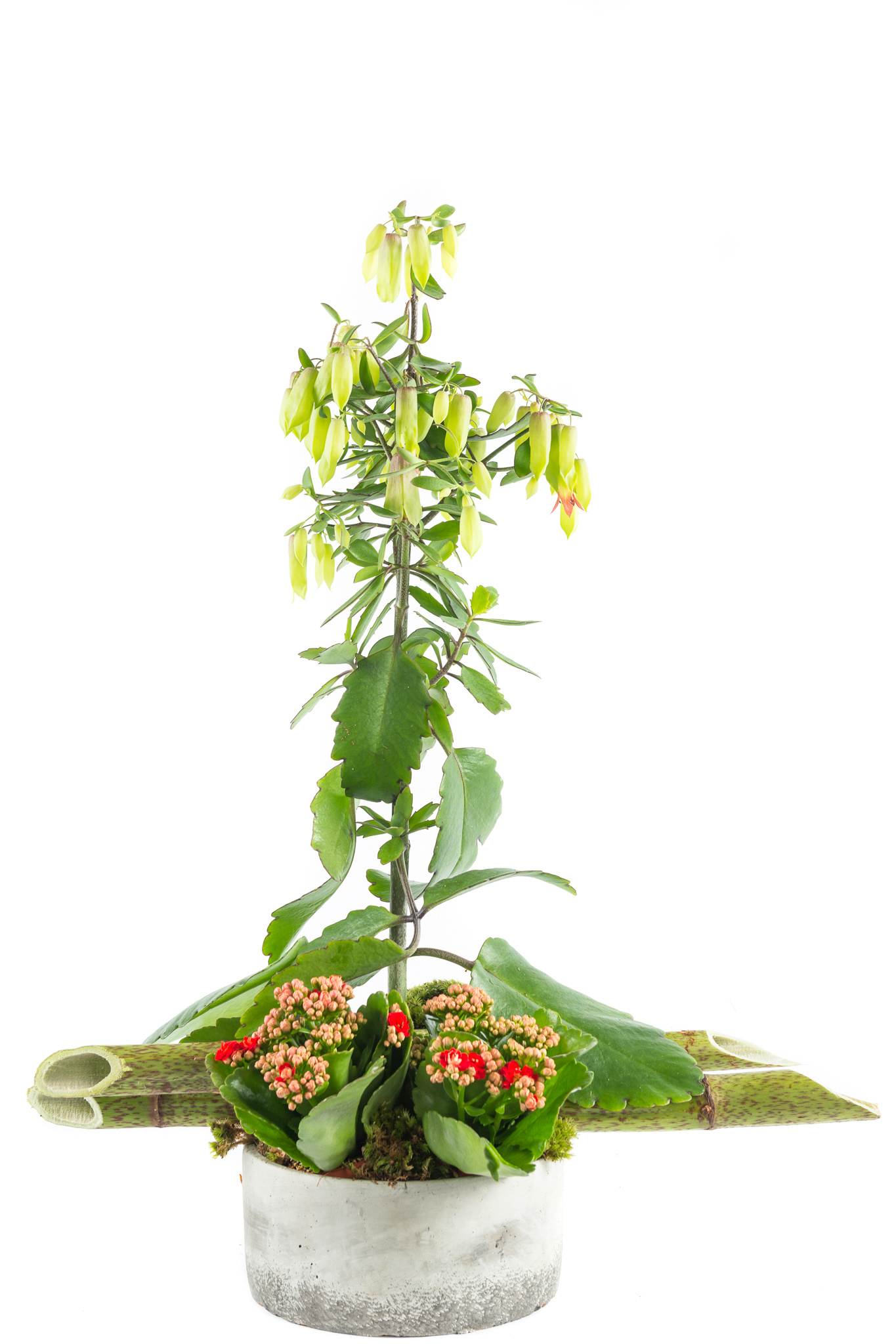 Kalanchoe Magic Bells | Flower Factor