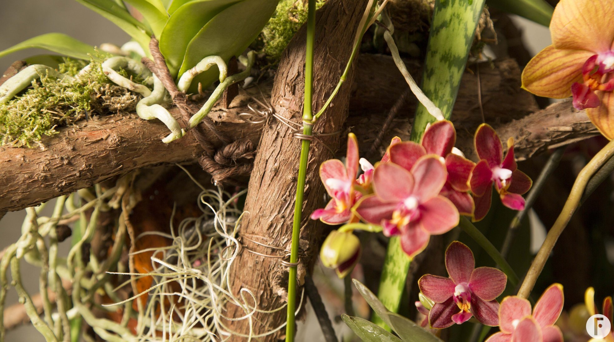 close up Secret Orchid Garden design by Klaus Wagener | Flower Factor