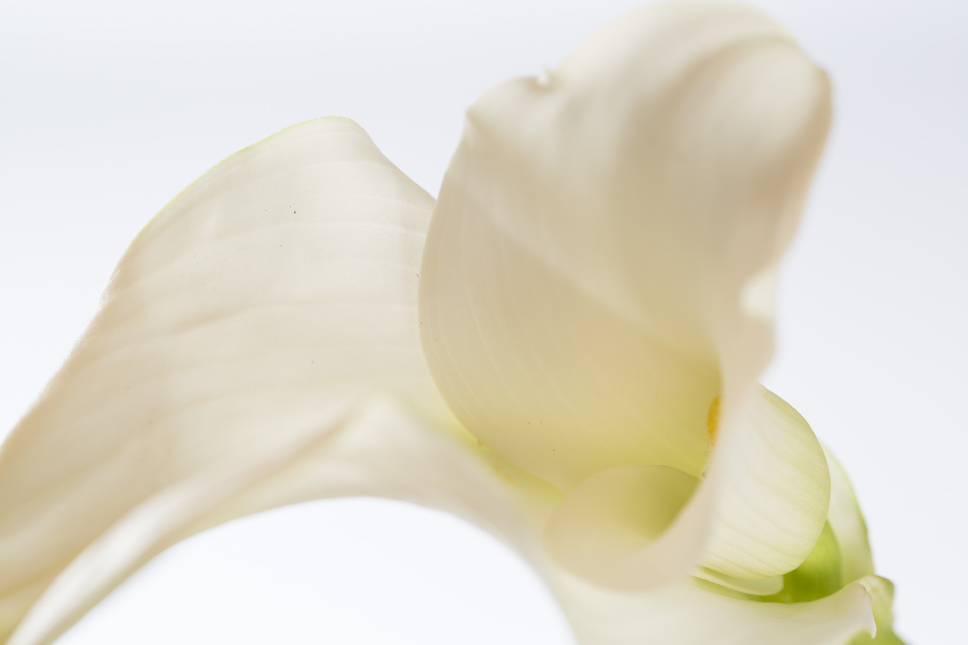 Calla | Flower Factor