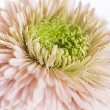 Gerbera | Flower Factor