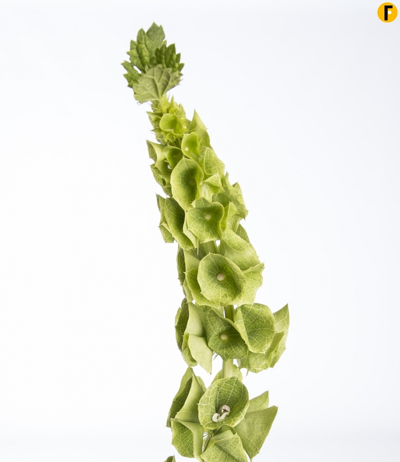 Molucella flower | Flower Factor