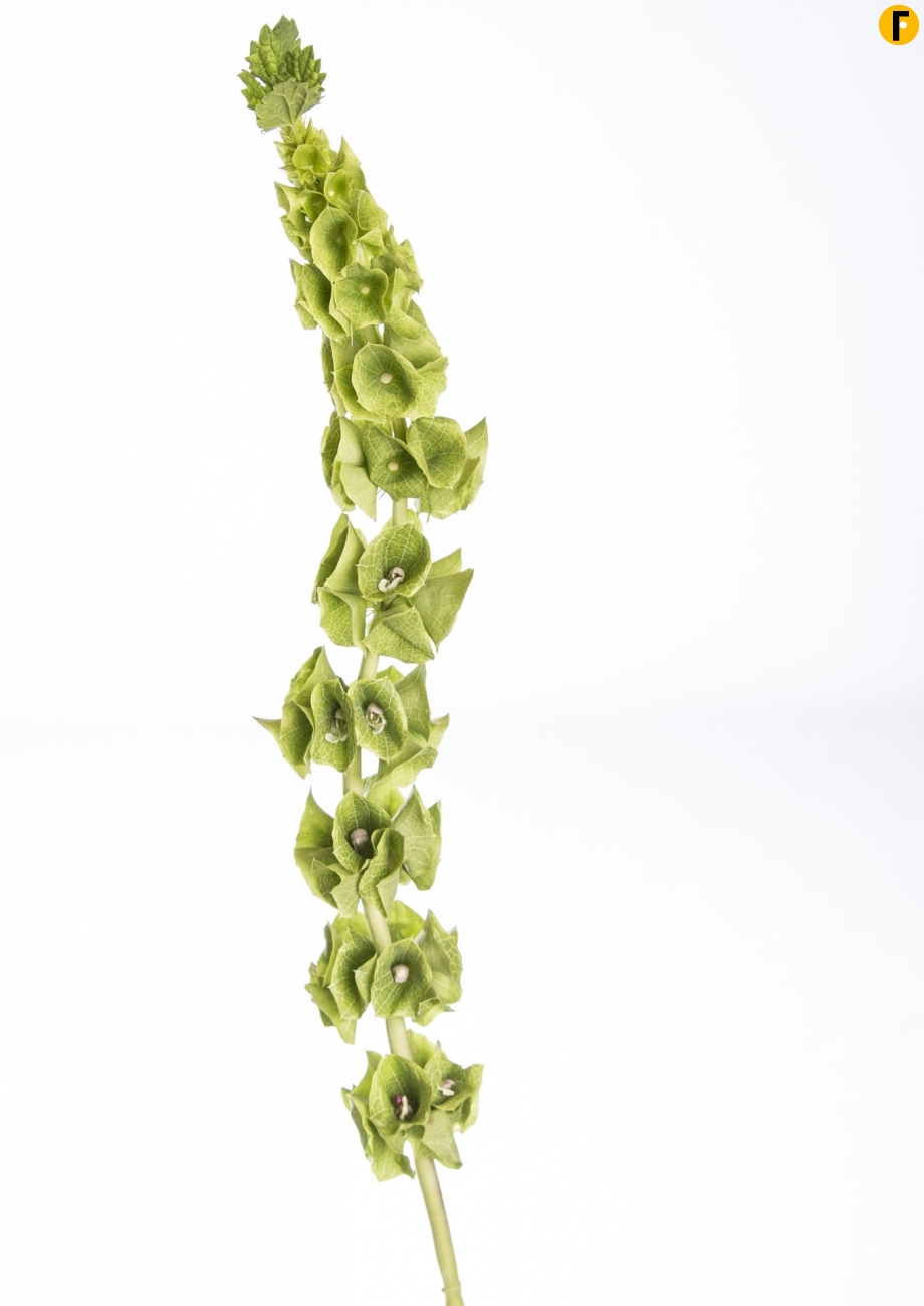 Molucella flower | Flower Factor