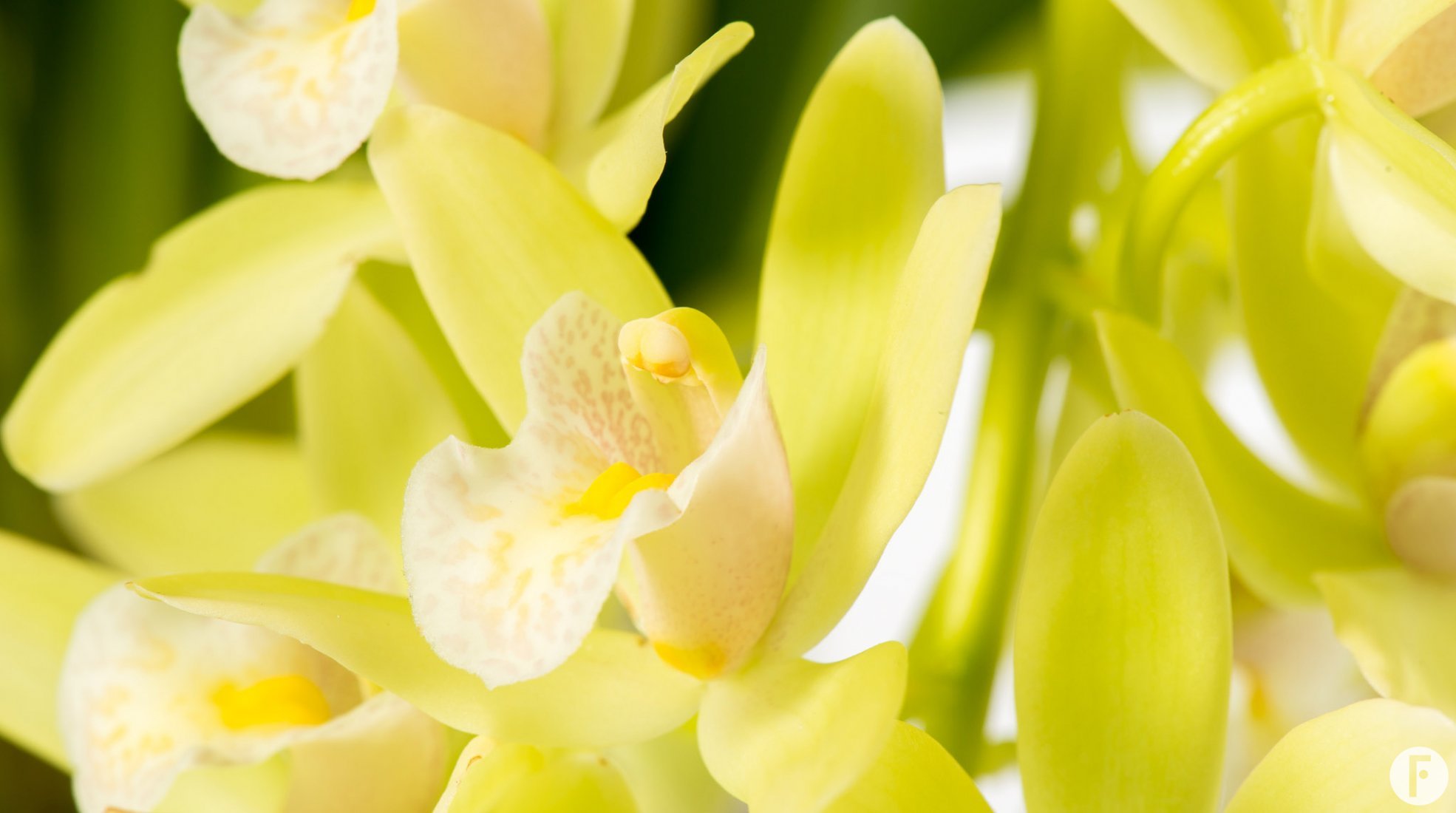 Cymbidium | Flower Factor
