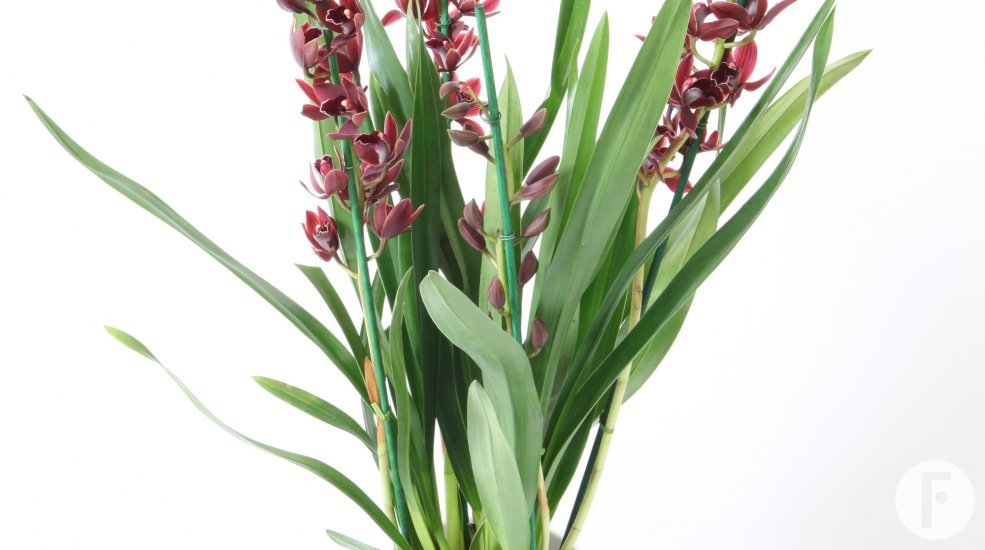 Cymbidium | Flower Factor