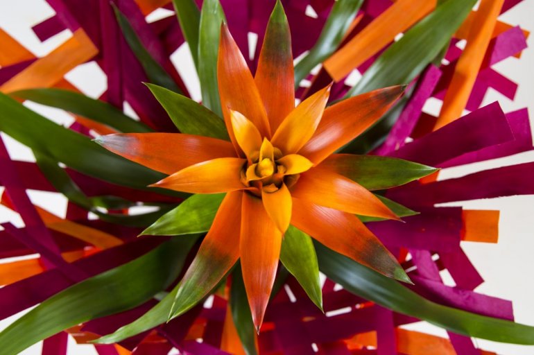 Floral inspiration and education | Flower Factor